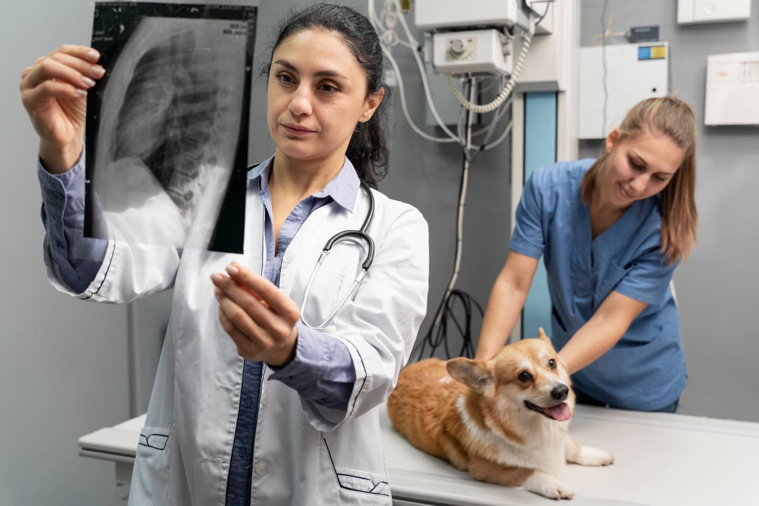 Hospital Clínico Veterinario – Universidad de las Américas